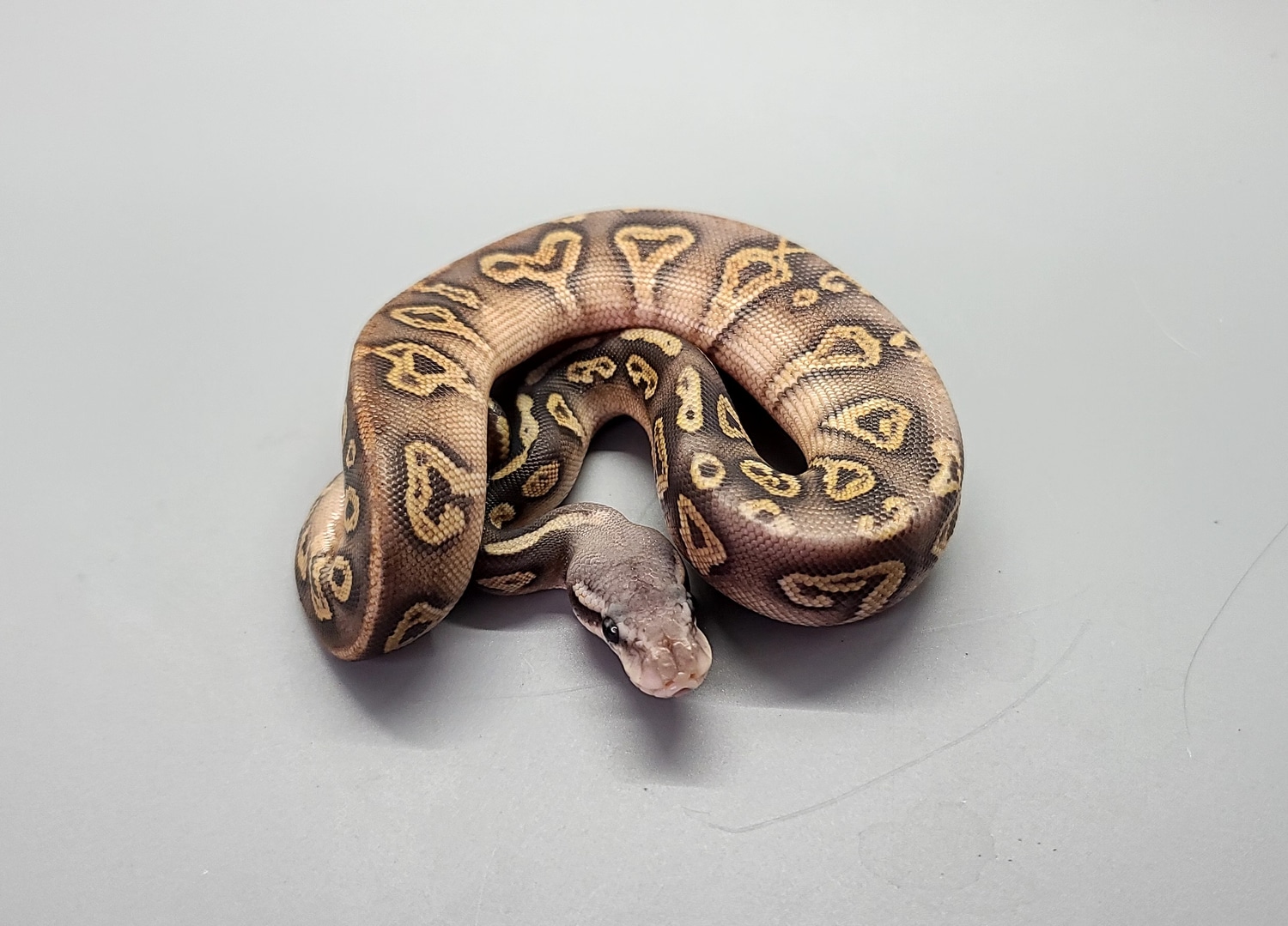 Phantom Black Pastel Pastel Hypo Ball Python by Steve's Morphs ...