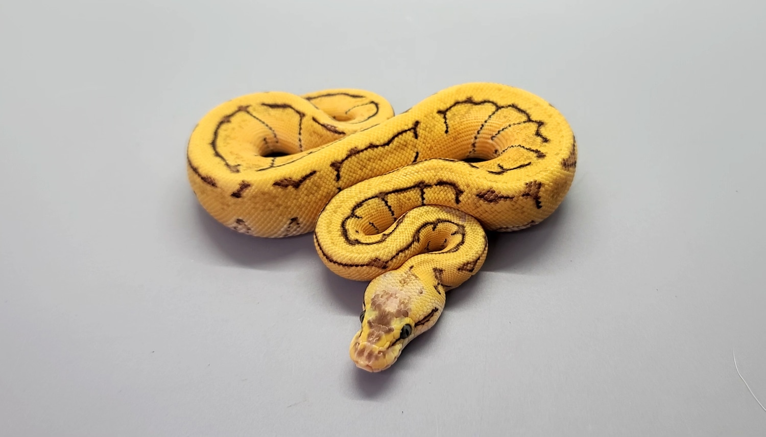 Pastel Pinstripe YB Het Clown Ball Python by Steve's Morphs - MorphMarket