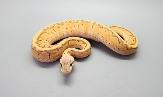 Pastel Pinstripe Het Clown Ball Python by Steve's Morphs