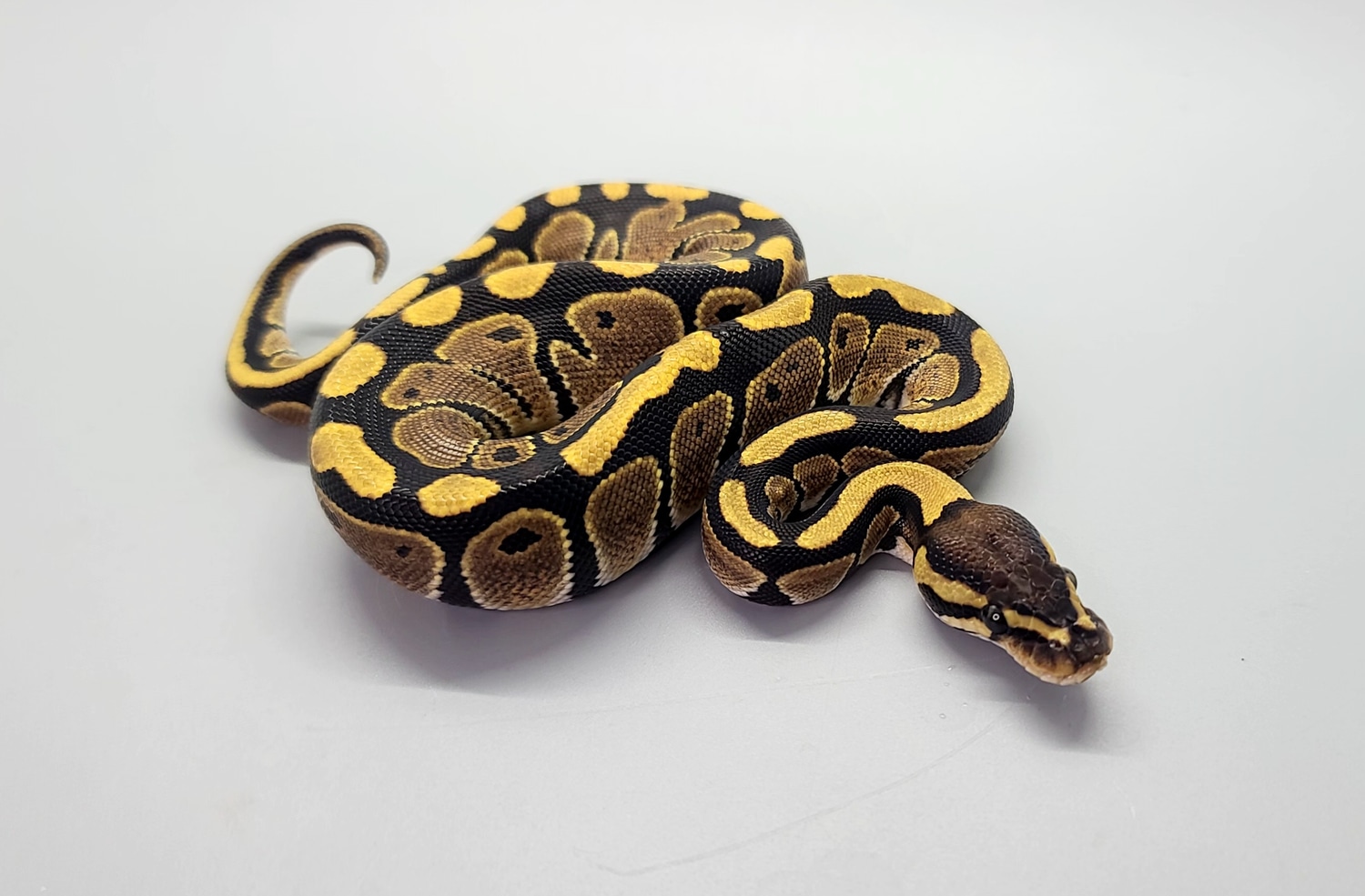 Het Ultramel Ball Python by Steve's Morphs - MorphMarket