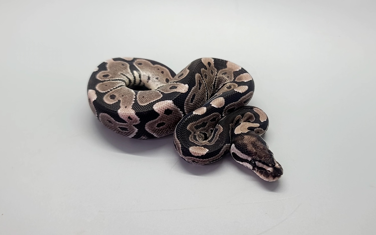 VPI Axanthic Ball Python by Steve's Morphs - MorphMarket
