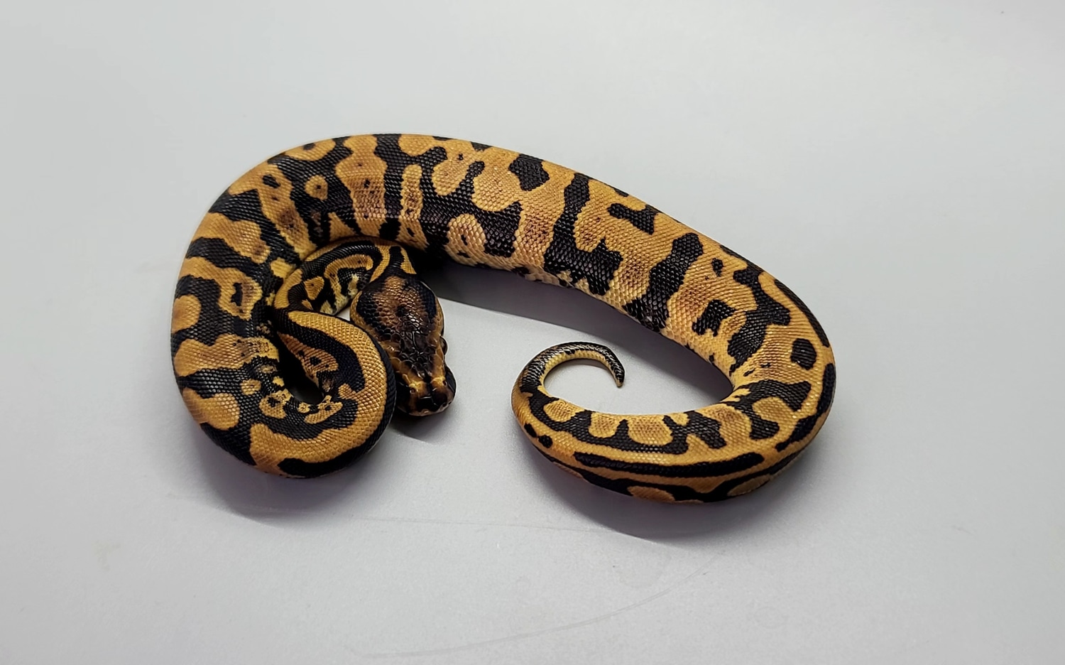 Acid Ball Python by Steve's Morphs - MorphMarket