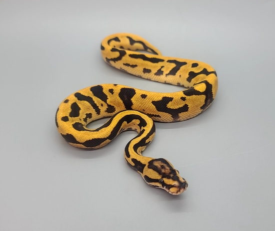 Confusion Orange Dream Fire Ball Python by Steve's Morphs