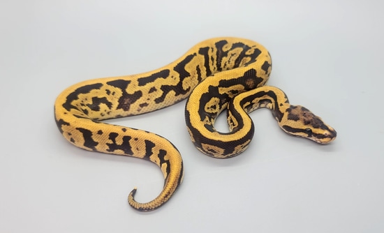 Confusion Black Pastel Fire Ball Python by Steve's Morphs