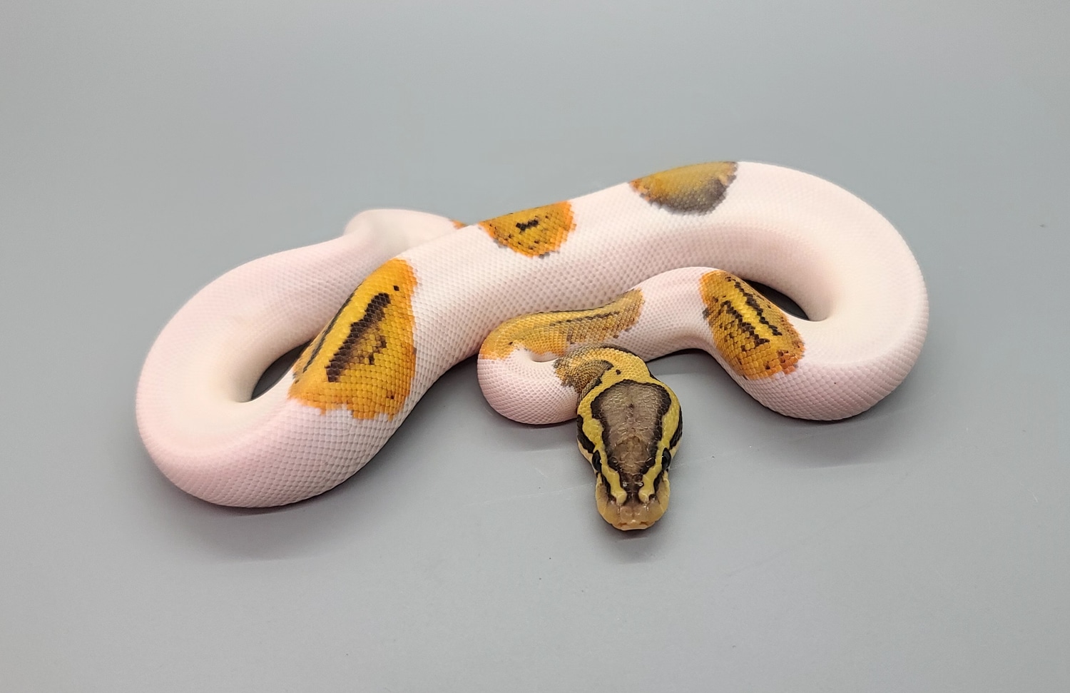 Pastel Hypo Pied Ball Python by Steve's Morphs - MorphMarket