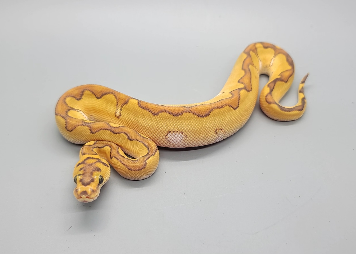 Enchi Hypo Clown Ball Python by Steve's Morphs - MorphMarket