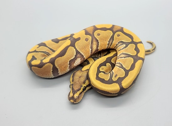 Enchi Hypo Het Clown Ball Python by Steve's Morphs