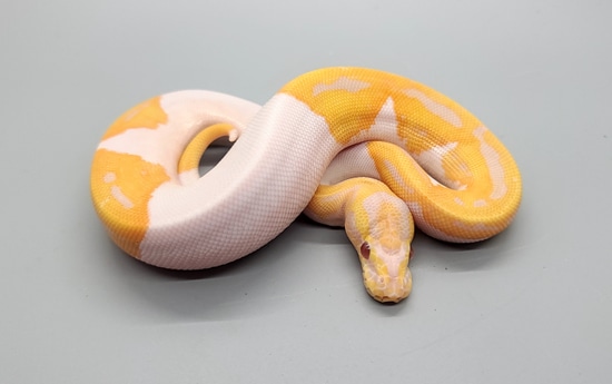 Candy Pied Ball Python by Steve's Morphs