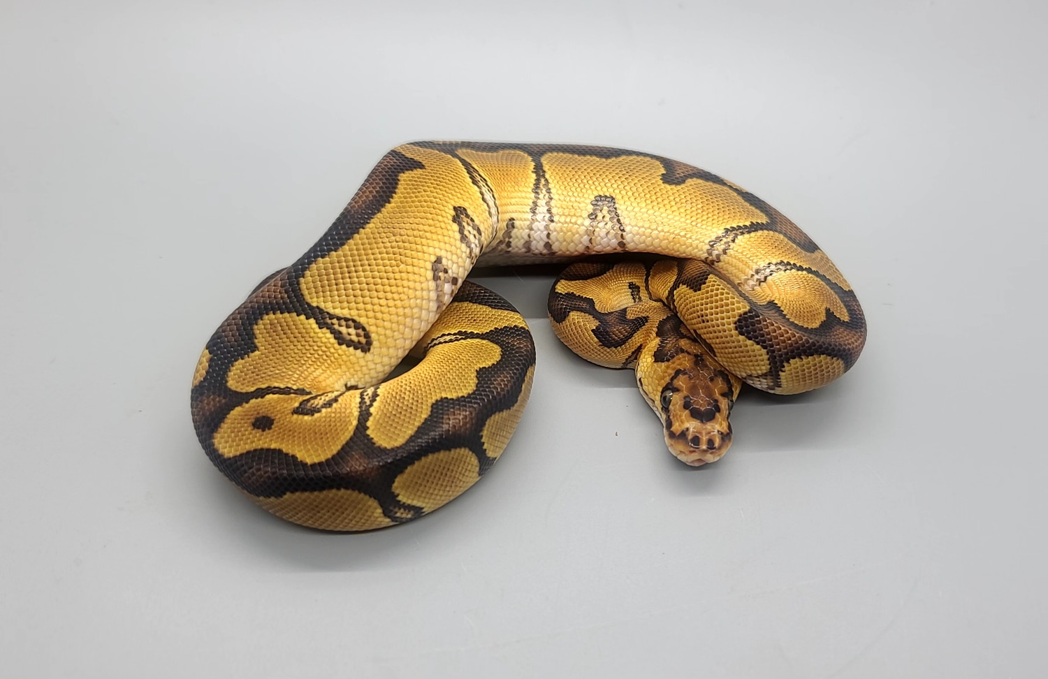 Clown Ball Python by Steve's Morphs - MorphMarket