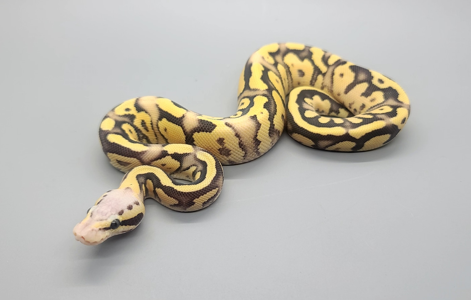 Firefly YB Desert Ghost Ball Python by Steve's Morphs - MorphMarket