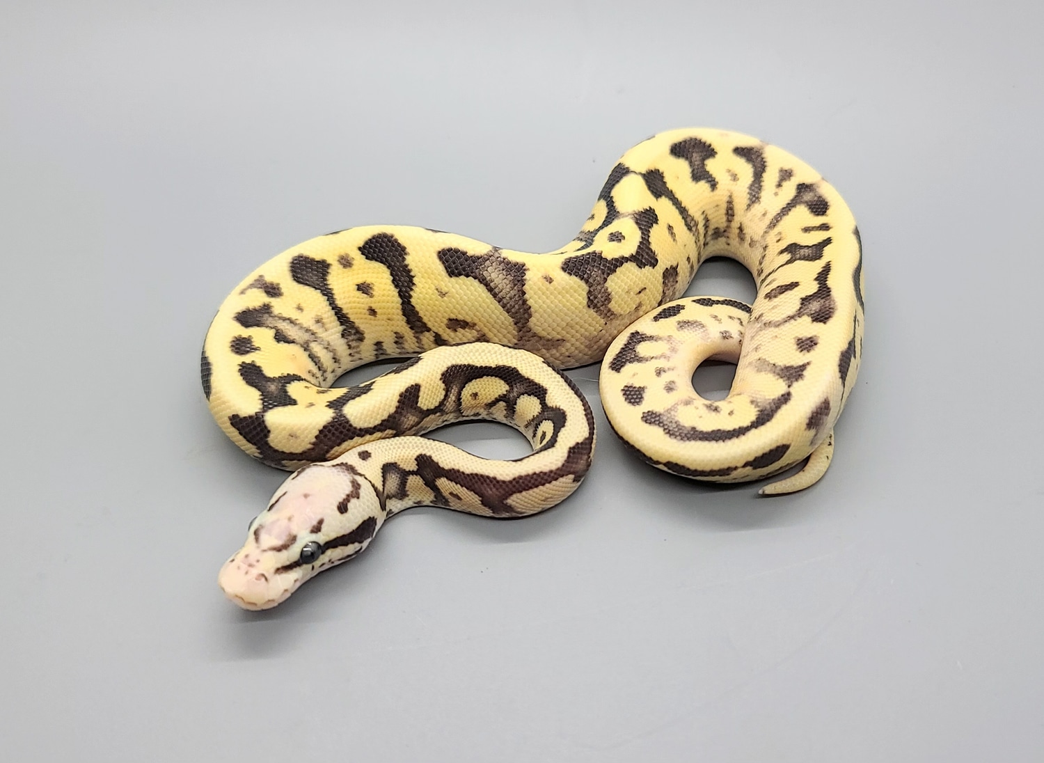 Firefly Spotnose YB Desert Ghost Ball Python by Steve's Morphs ...