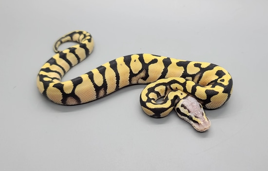 Pastel Enchi Desert Ghost Ball Python by Steve's Morphs