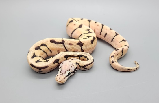 Bumblebee Enchi Desert Ghost Ball Python by Steve's Morphs
