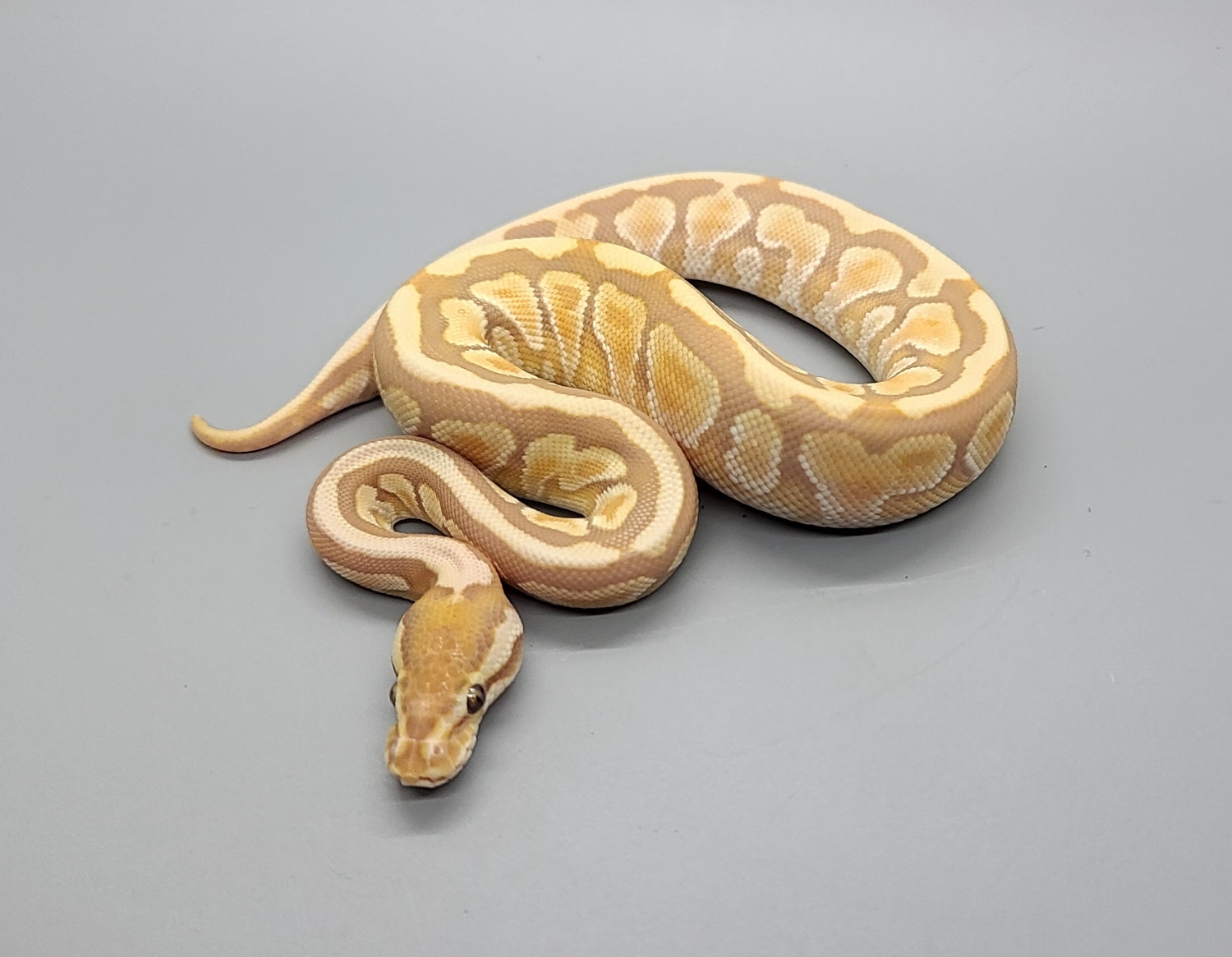 Spotnose Butter Ultramel Ball Python by Steve's Morphs - MorphMarket