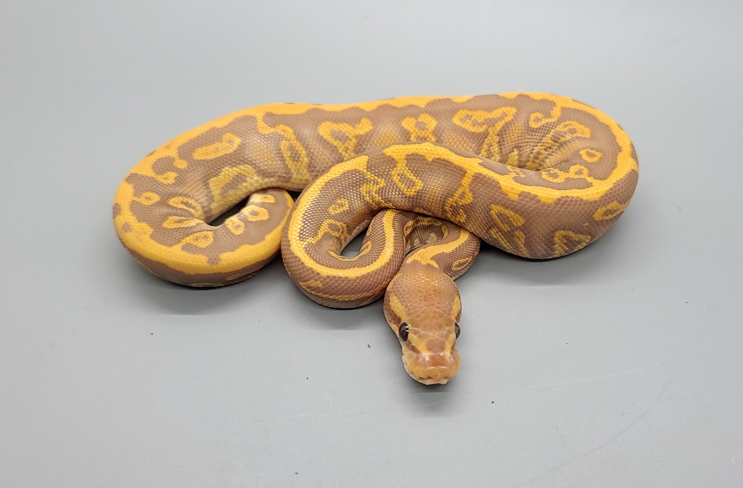 Acid Mojave Ultramel Ball Python by Steve's Morphs - MorphMarket