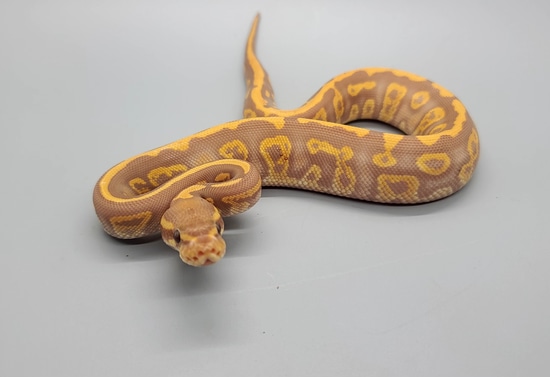 Acid Mojave Ultramel Ball Python by Steve's Morphs
