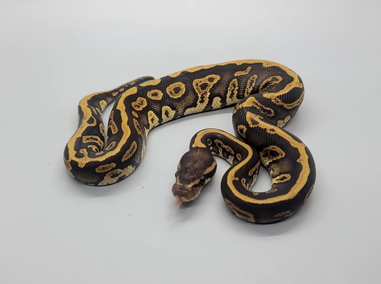 Acid Mojave Het Ultramel Ball Python by Steve's Morphs