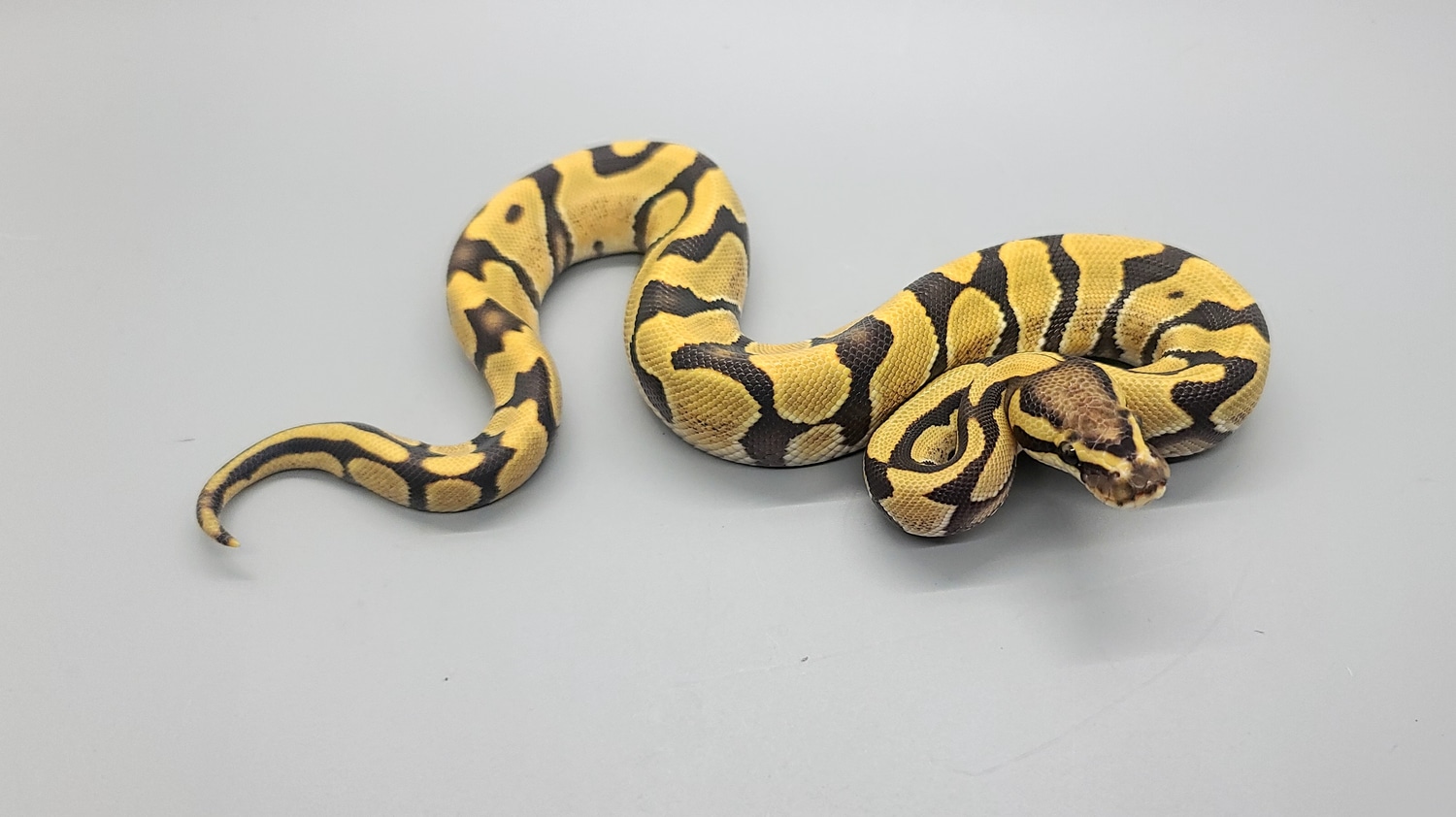 Enchi Desert Ghost Ball Python by Steve's Morphs - MorphMarket