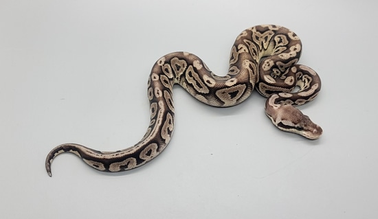Black Pewter Het Desert Ghost Ball Python by Steve's Morphs
