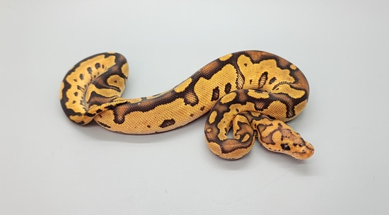 Fire Clown Ball Python by Steve's Morphs