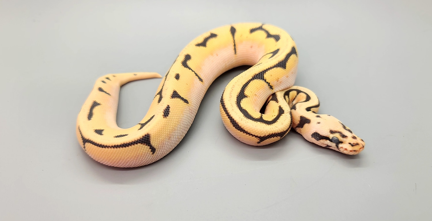 Bumblebee Fire Orange Dream Ball Python by Steve's Morphs - MorphMarket