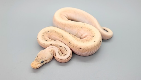 Bumblebee Fire Orange Dream Lori Ball Python by Steve's Morphs