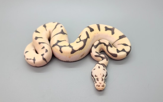 Bumblebee Fire Orange Dream Lori Ball Python by Steve's Morphs