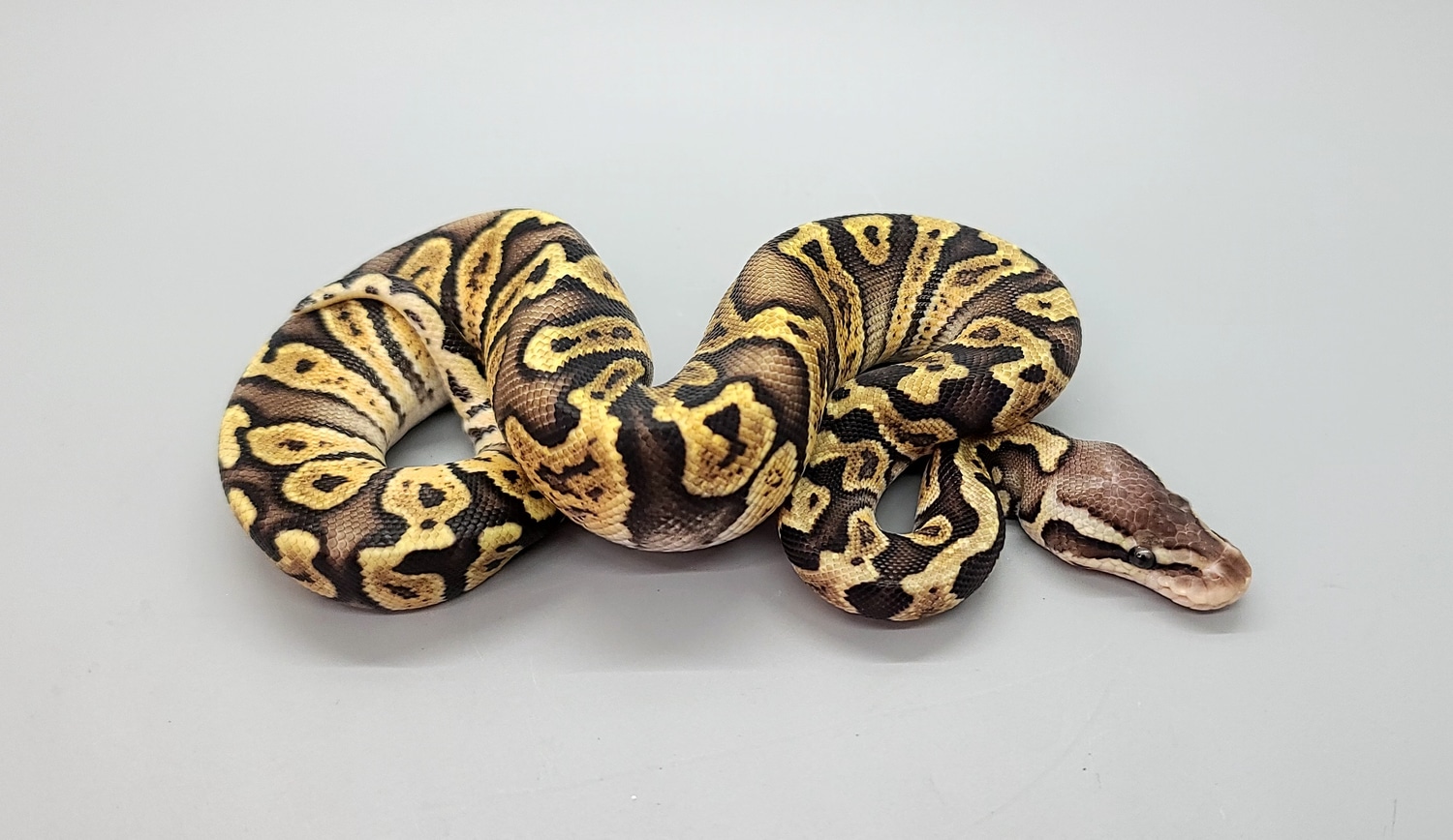 GHI Pastel Het Desert Ghost Ball Python by Steve's Morphs - MorphMarket