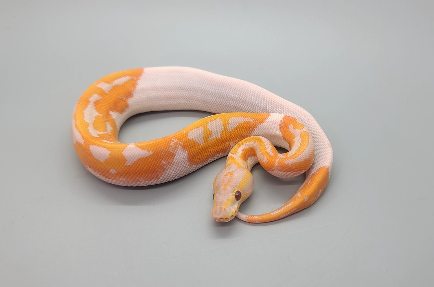 Lavender Albino Pied Ball Python by Steve's Morphs - MorphMarket
