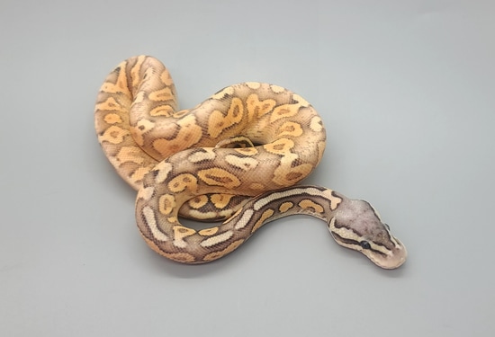 Pewter Enchi Hypo Ball Python by Steve's Morphs