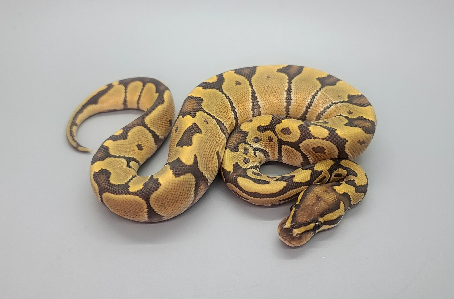 Enchi Hypo Ball Python by Steve's Morphs - MorphMarket