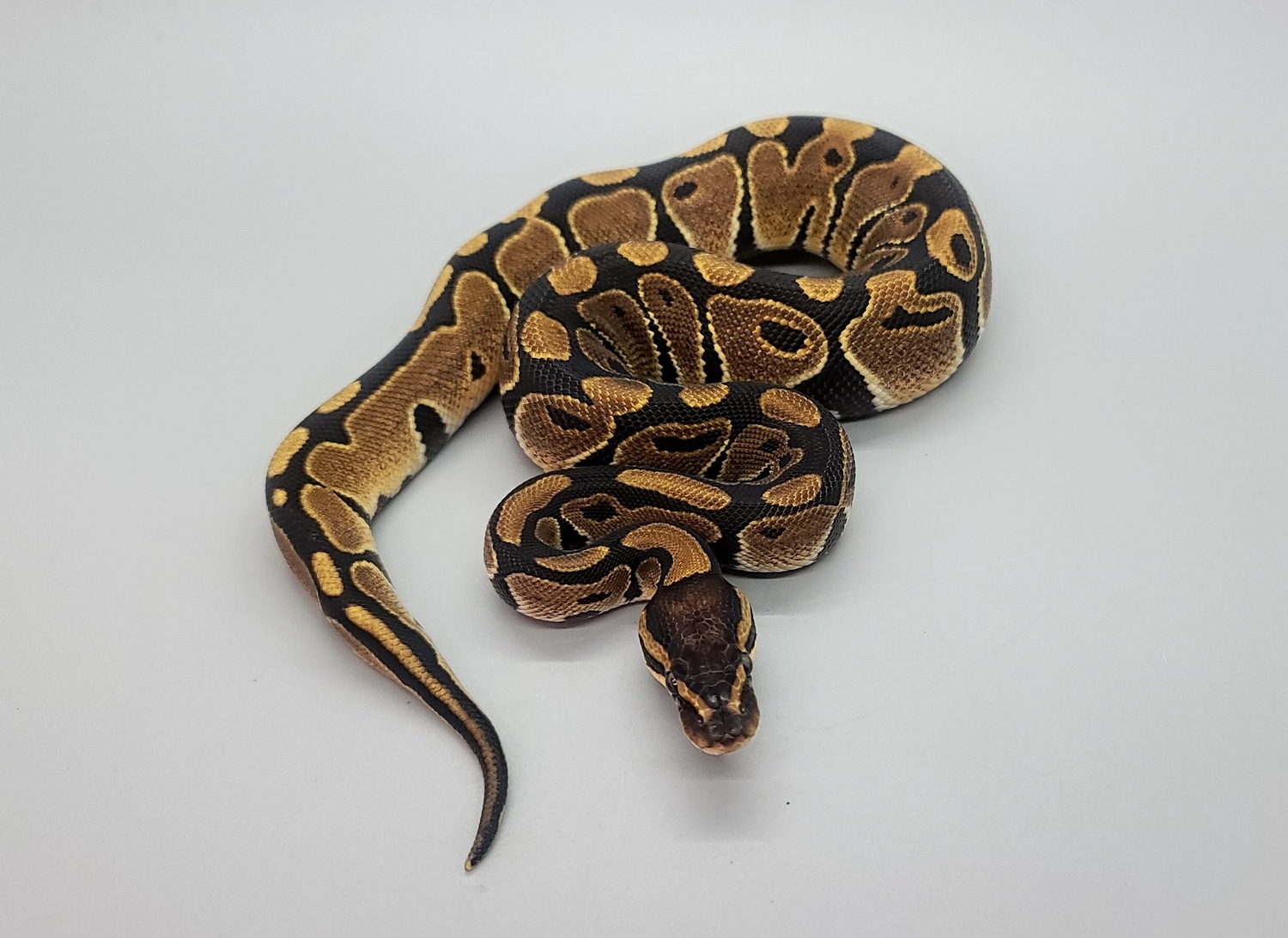 Het Tri-Stripe Ball Python by Steve's Morphs - MorphMarket