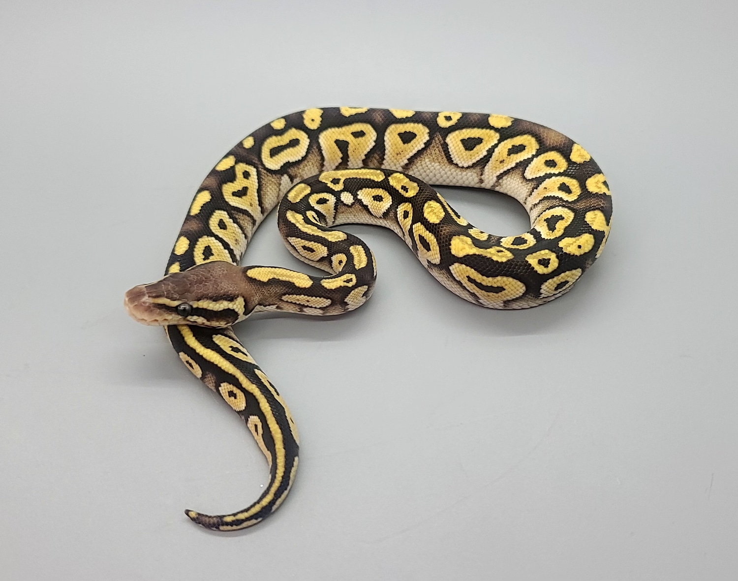 Mojave Pastel Het Hypo PH Desert Ghost Ball Python by Steve's Morphs ...