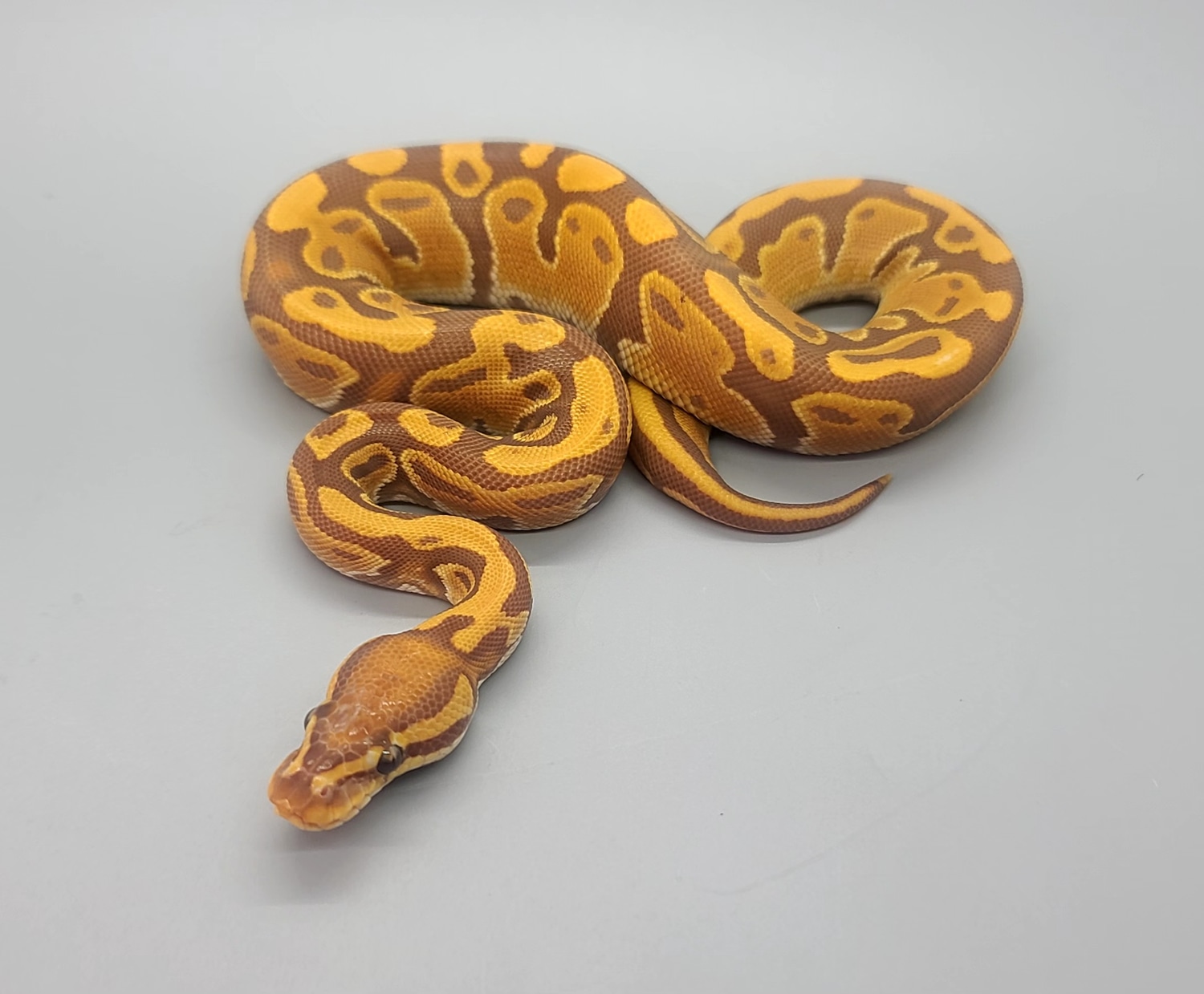 Ultramel Het Pied Ball Python by Steve's Morphs - MorphMarket