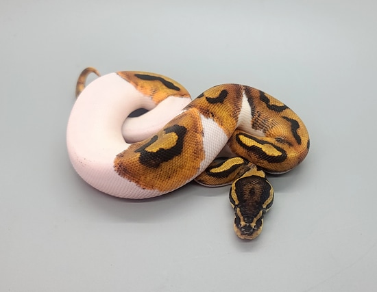 Pied Het Ultramel Ball Python by Steve's Morphs