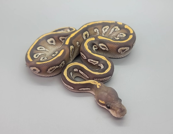 Black Head Mojave Hypo Ball Python by Steve's Morphs