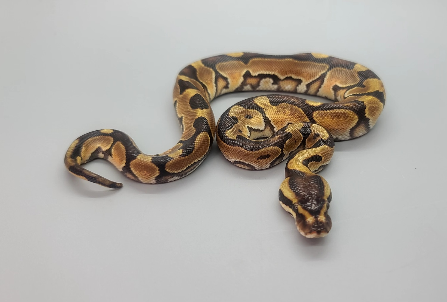 Enchi Lori Het Desert Ghost Ball Python by Steve's Morphs - MorphMarket