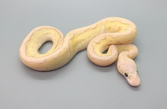 Super Pastel Lesser Clown Ball Python by Steve's Morphs