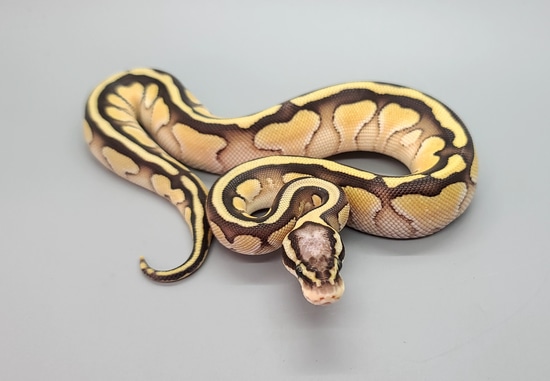 Lesser Pastel Het Clown Ball Python by Steve's Morphs