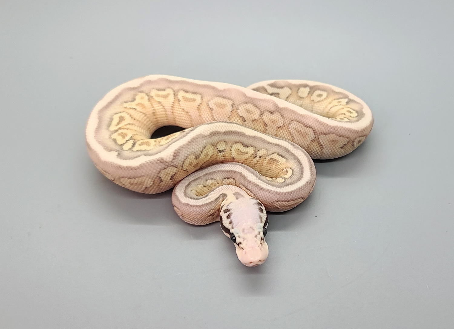 Spotnose Lesser Super Pastel Het Clown Ball Python by Steve's Morphs ...