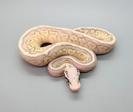 Chocolate Desert Ghost Ball Python by Steve's Morphs - MorphMarket