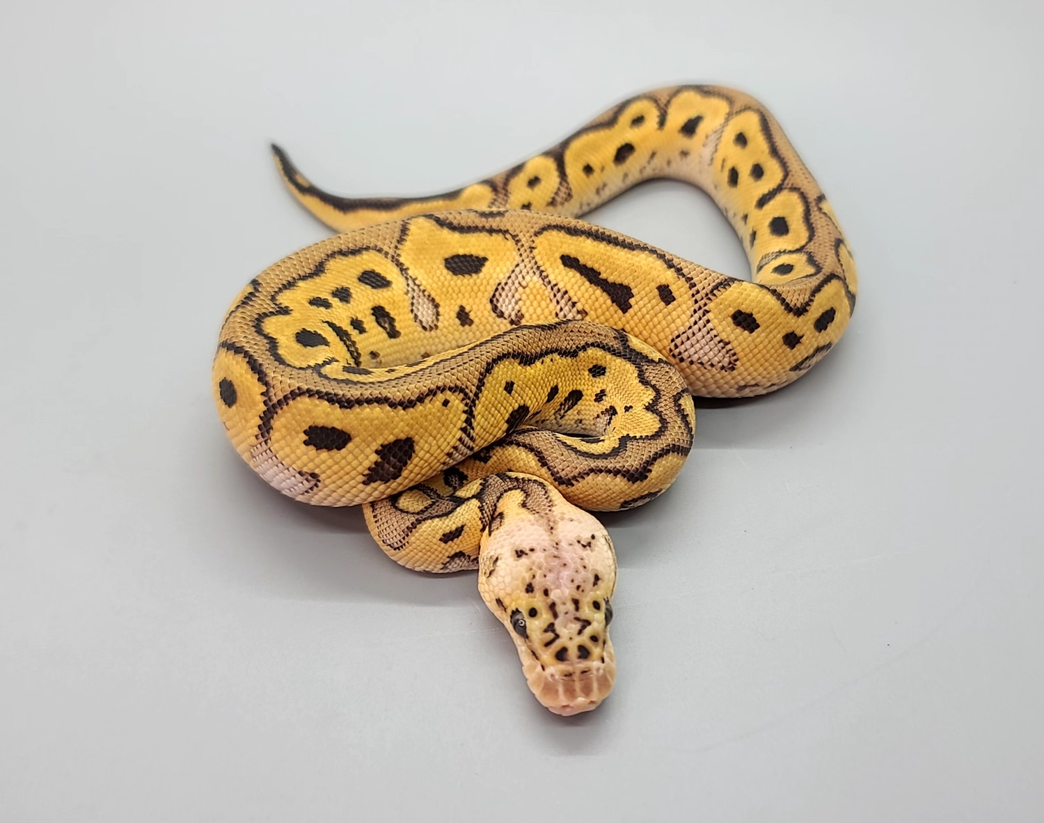 Pastel Clown Ball Python by Steve's Morphs - MorphMarket