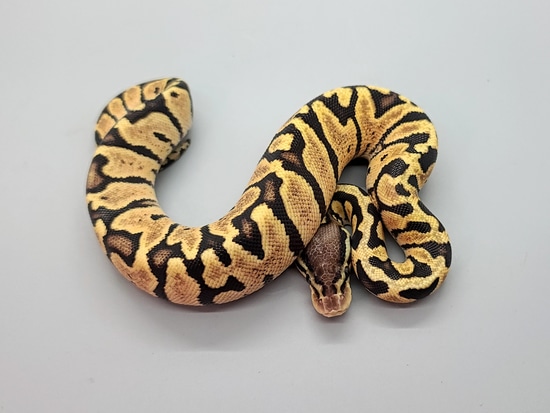 Pastel Zebra Ball Python by Steve's Morphs