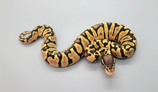Pastel Zebra Ball Python by Steve's Morphs