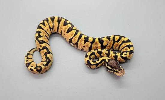 Pastel Zebra Ball Python by Steve's Morphs