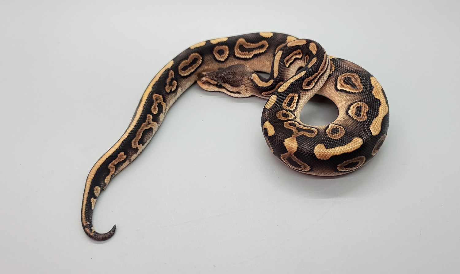 Wookie Cinnamon Het Clown Ball Python by Steve's Morphs - MorphMarket