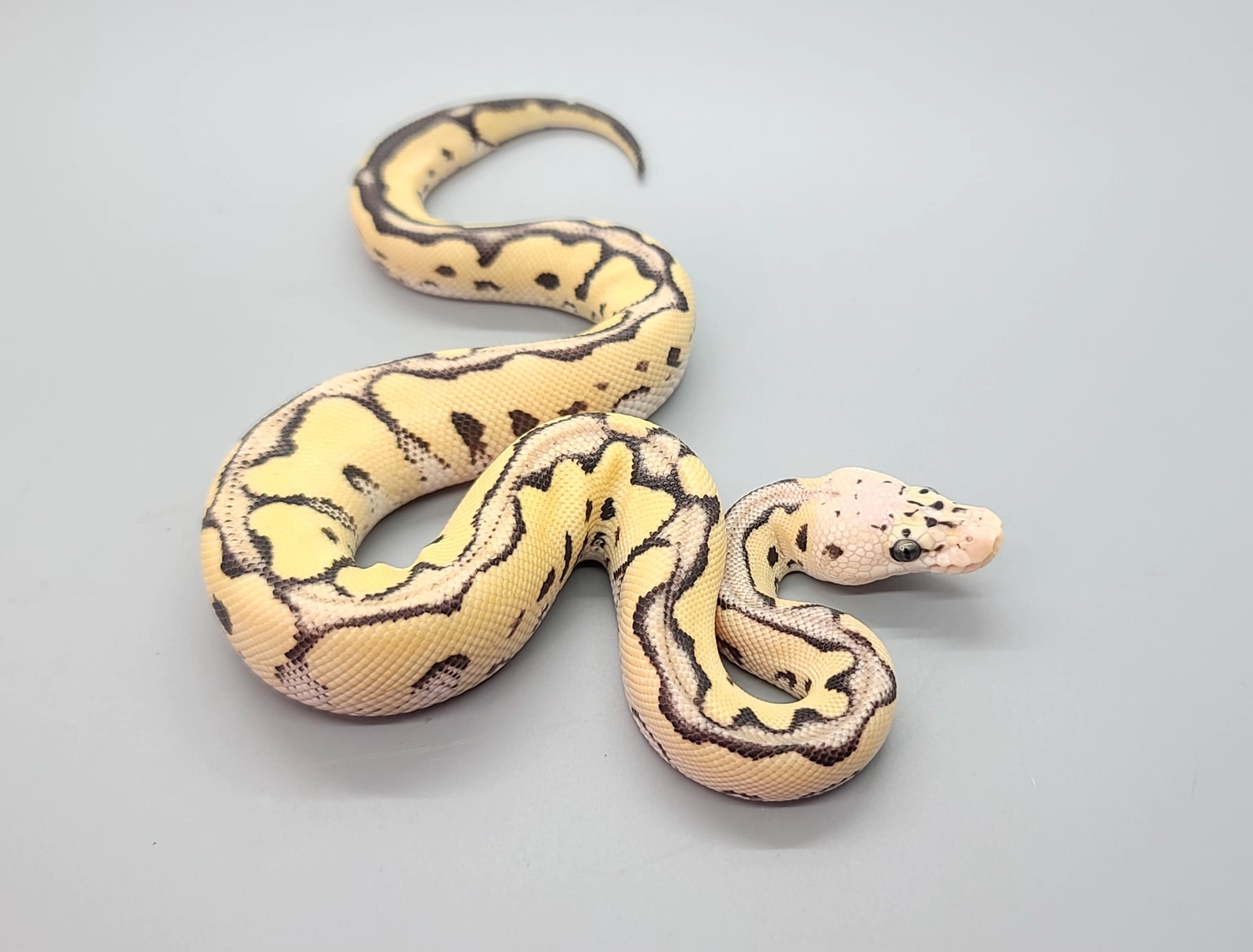 Pastel Desert Ghost Clown Ball Python by Steve's Morphs - MorphMarket