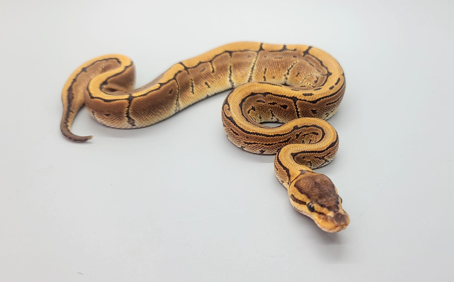Pinstripe Het Lavender Albino Ball Python by Steve's Morphs - MorphMarket