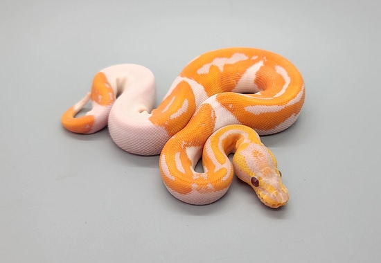 Lavender Albino Pied Ball Python by Steve's Morphs