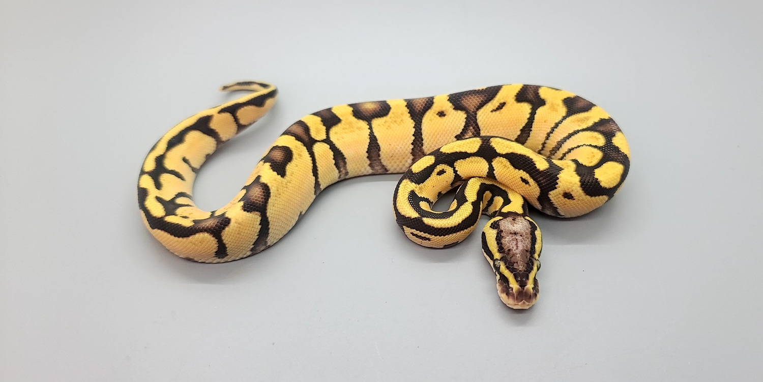 Firefly Enchi Ball Python by Steve's Morphs - MorphMarket